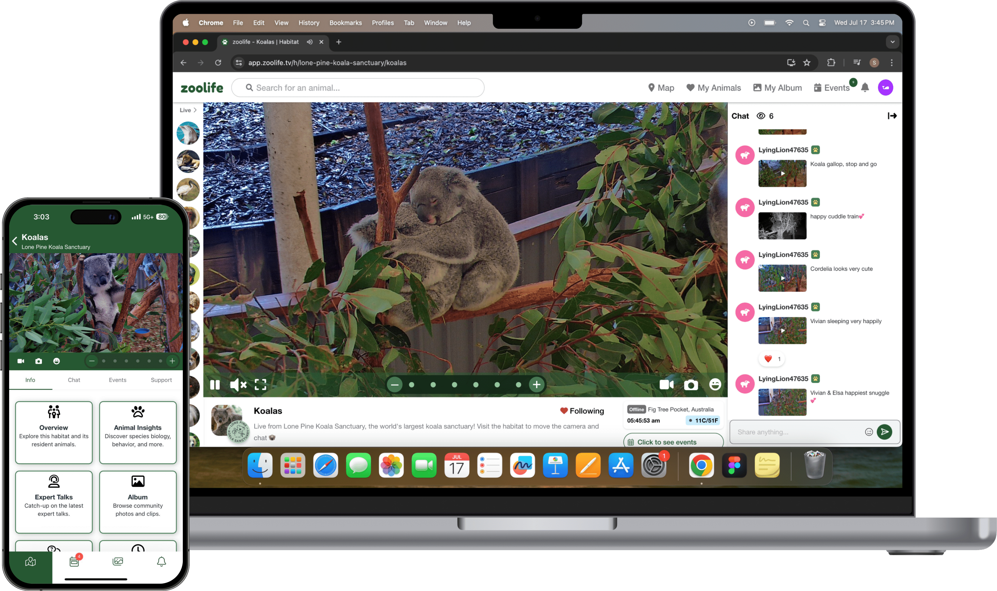 Koala Live Cam: Watch Anytime, Anywhere on zoolife